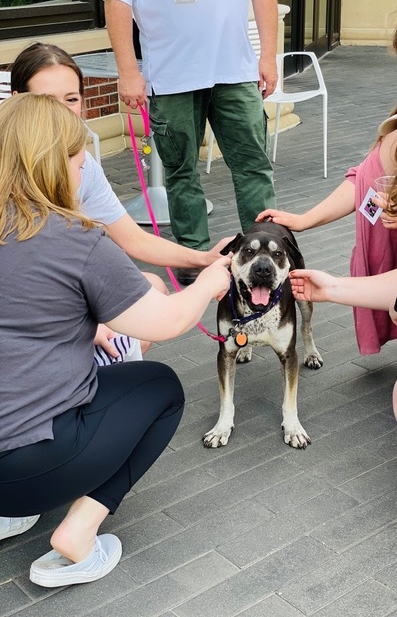 Animal Therapy in Kansas City | Touching Lives | Mo-Kan Pet Partners