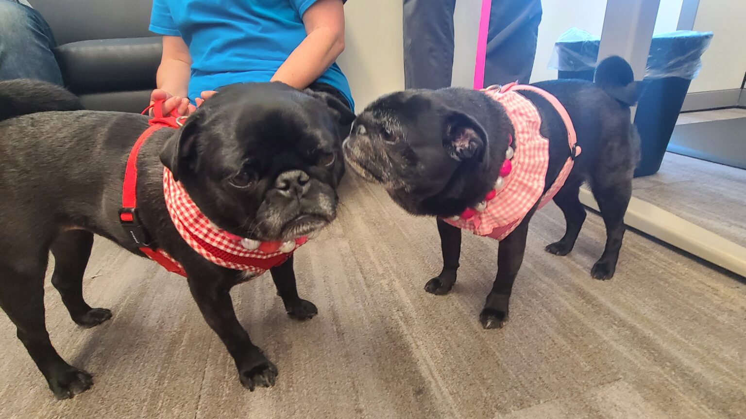 Animal Therapy in Kansas City | Touching Lives | Mo-Kan Pet Partners